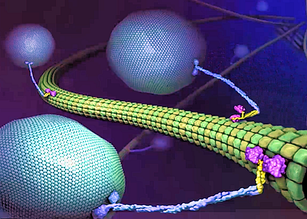 Motor Protein Animation